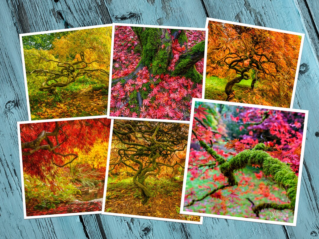 MAPLE TREE Cards, 6 Different Blank Cards, Colourful Japanese Maple ...