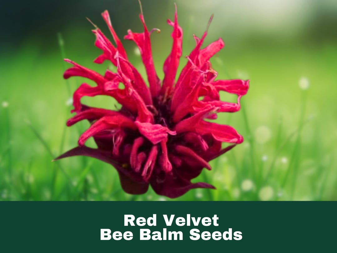 100 Red Velvet Bee Balm Seeds Perennial Flower Attracts Pollinators ...