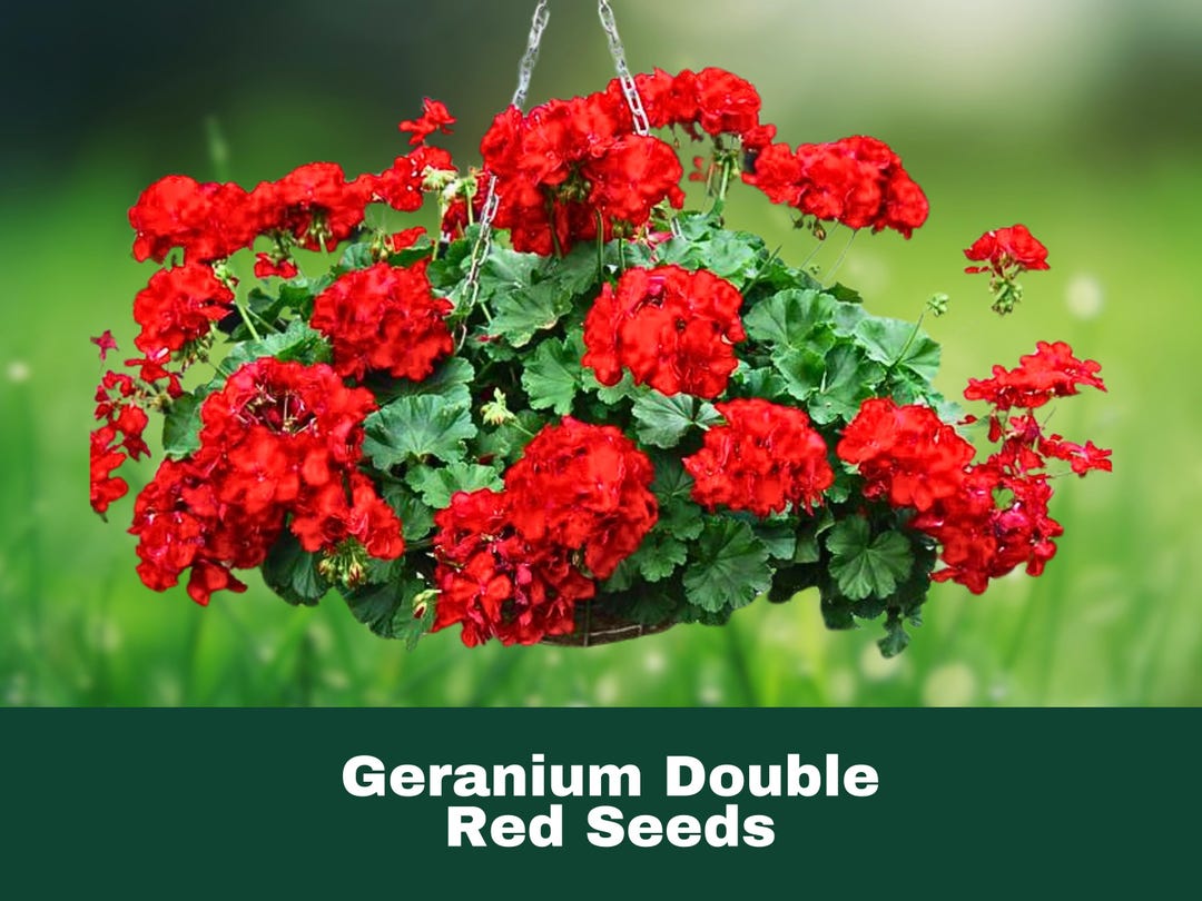 10 Double Red Geranium Seeds Perennial Flower Easy to Grow Pollinator ...