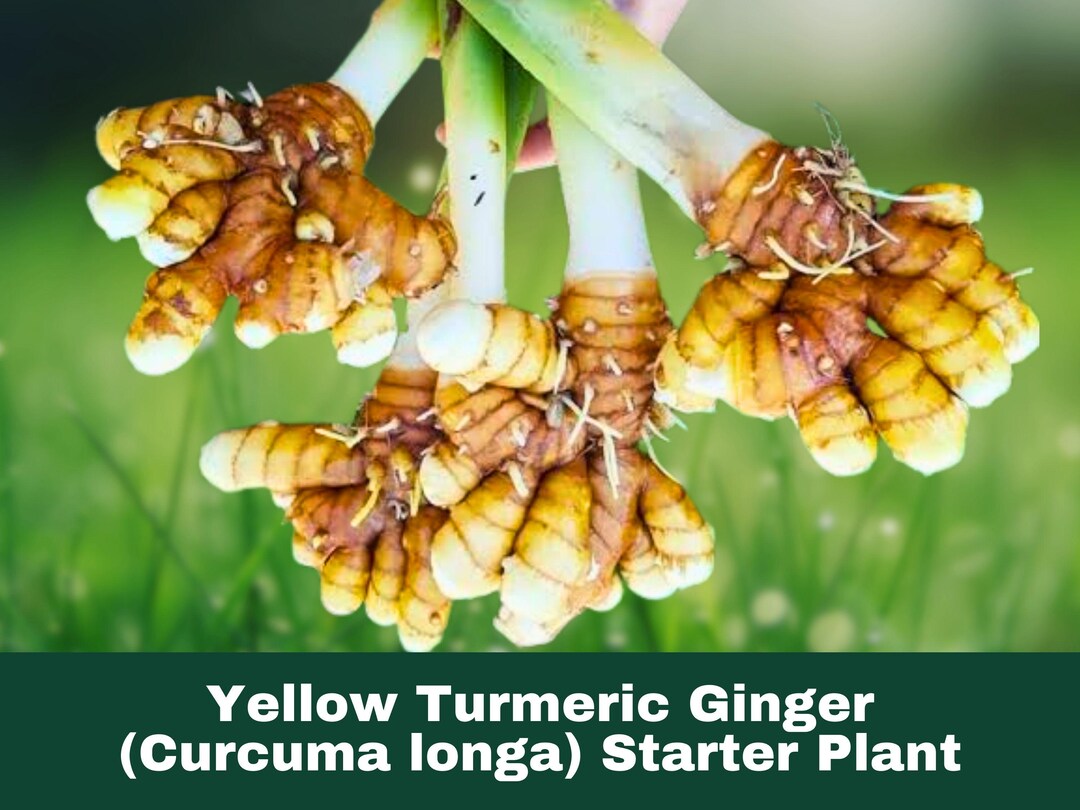 Yellow Turmeric Live Starter Plant Curcuma Longa - Etsy