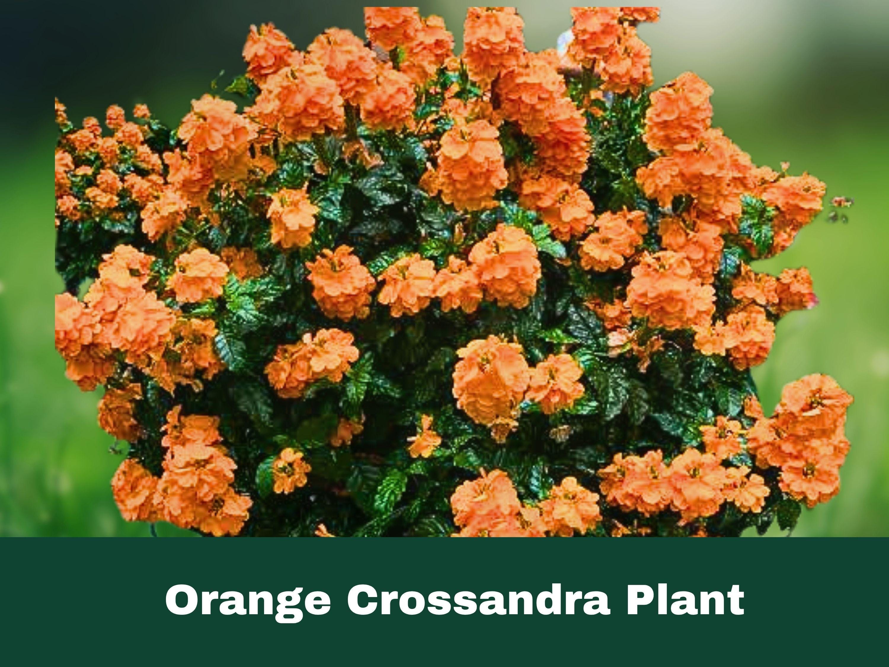 2 Orange Crossandra Starter Plants Live Tropical Flower Shrub - Etsy