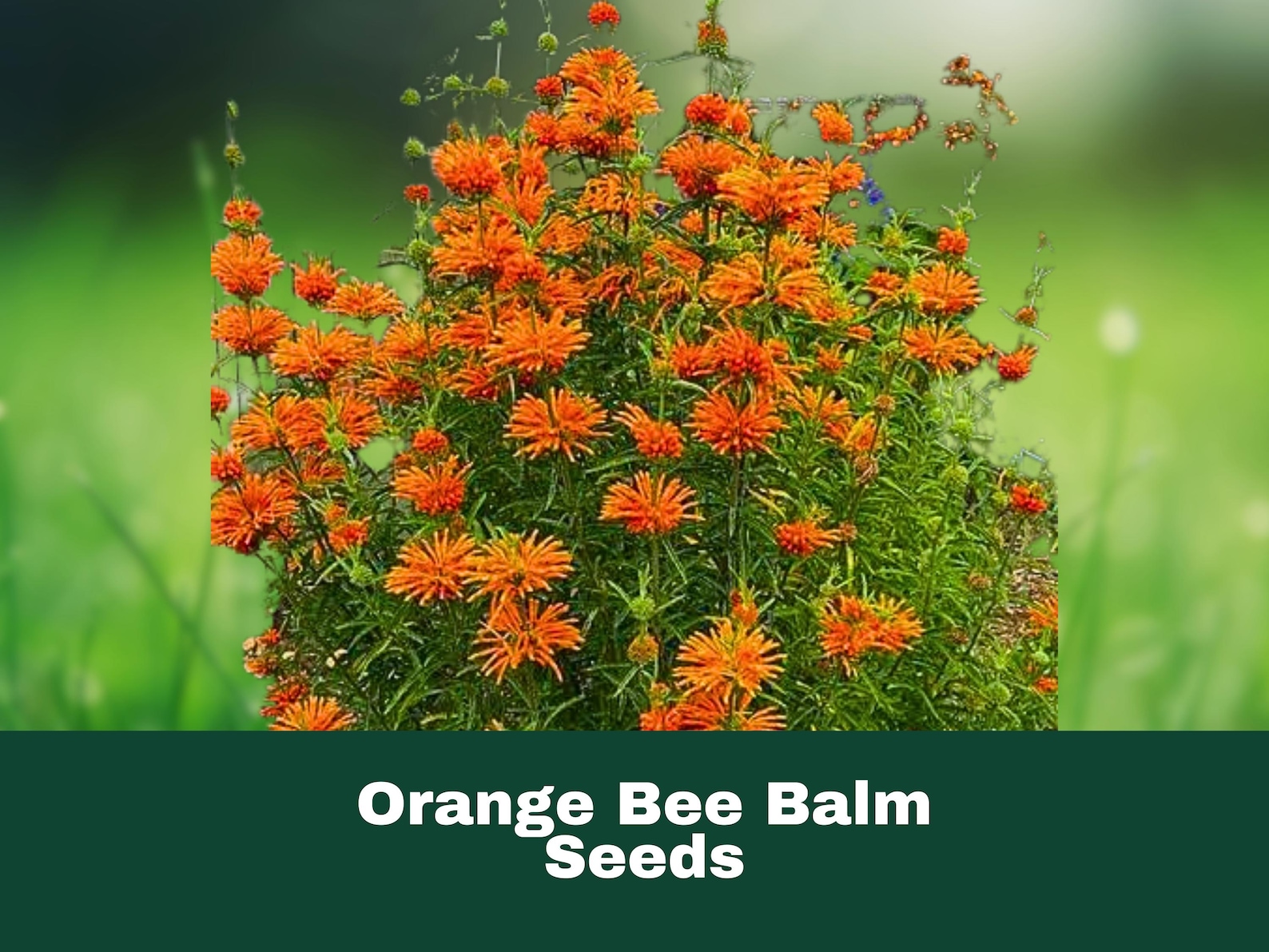 100 Orange Bee Balm Seeds Perennial Flower Attracts Pollinators Easy to ...