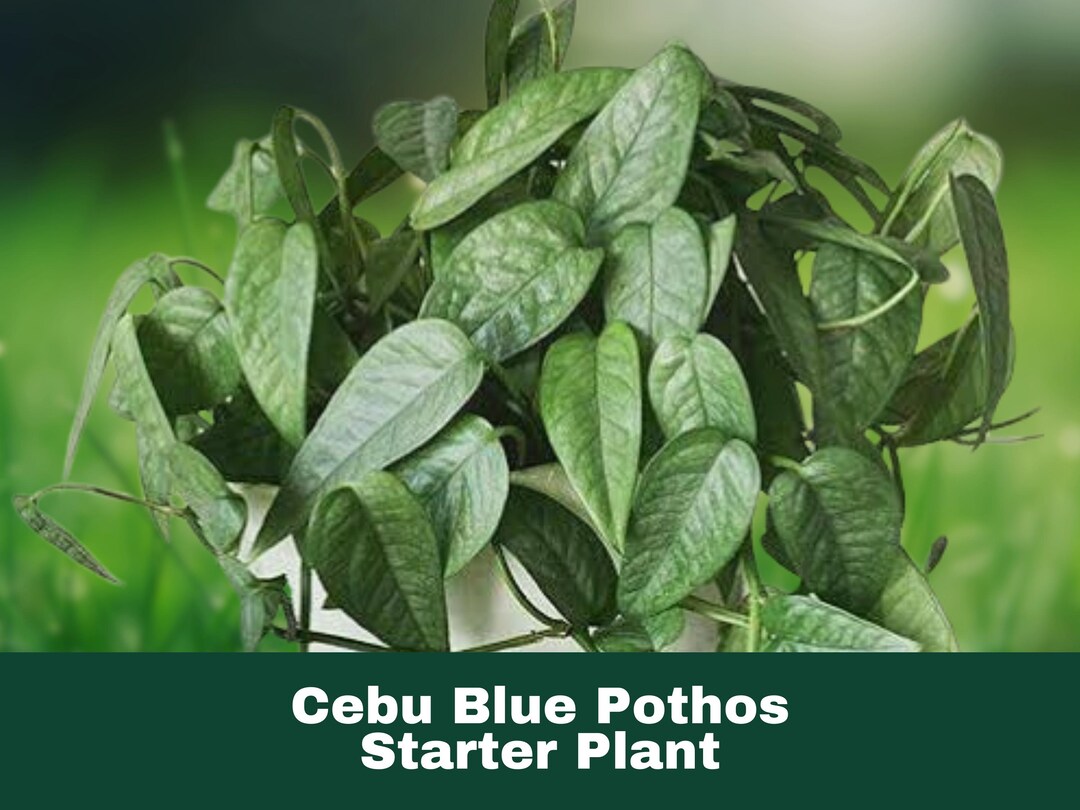 Cebu Blue Pothos – Live Plant – Well-rooted – 4-5 Leaves – Fast-growing ...