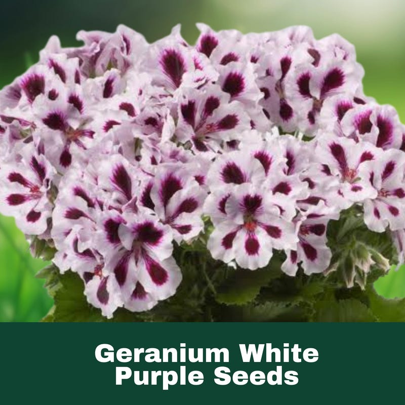 White Geraniums - Etsy