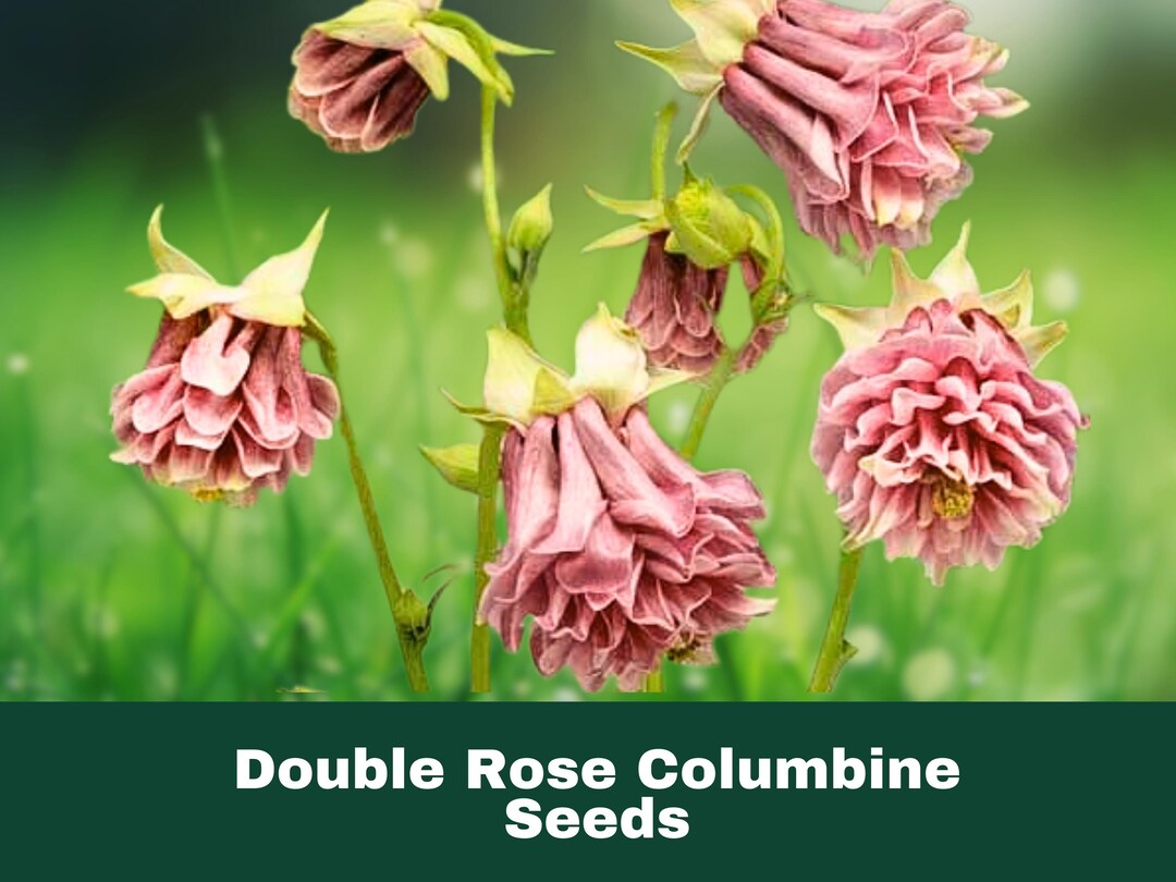 50 Double Rose Columbine Seeds Perennial Flower Easy to Grow Pollinator ...