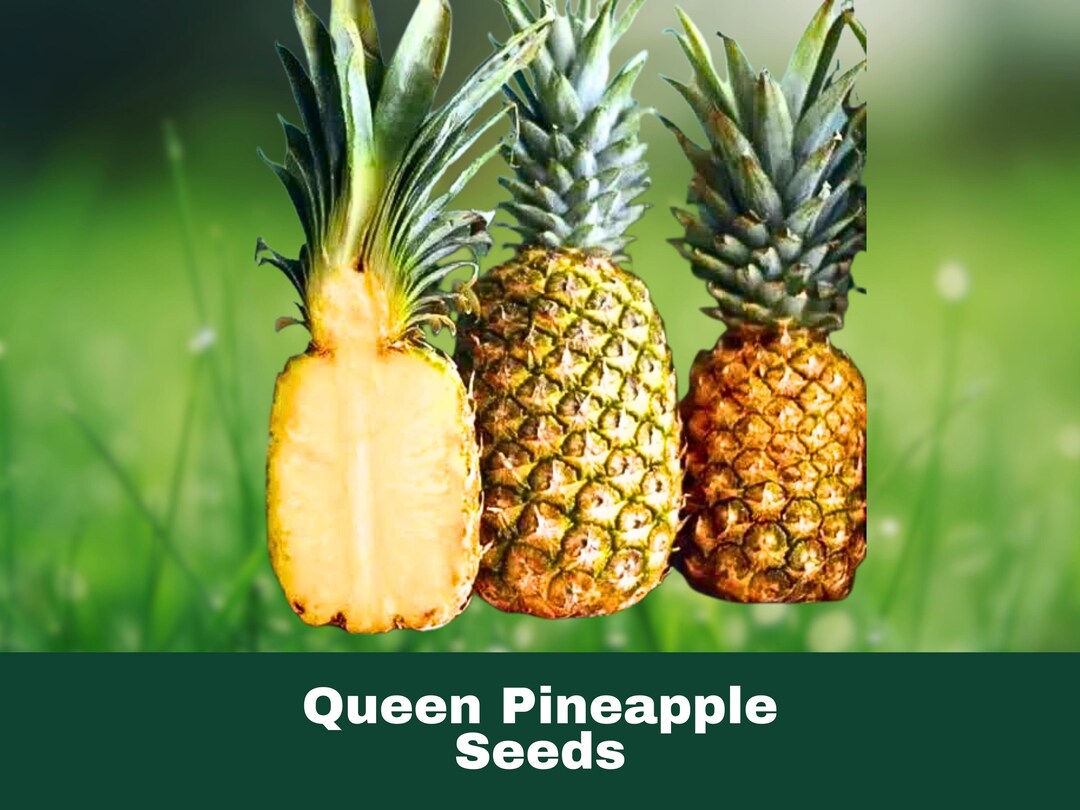 15 Queen Pineapple Seeds – Sweet & Juicy Tropical Fruit – Grow Your Own ...