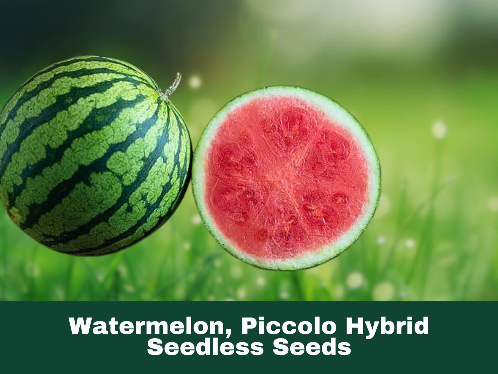 50 Piccolo Hybrid Watermelon Seeds – Seedless Mini Melon – Sweet ...