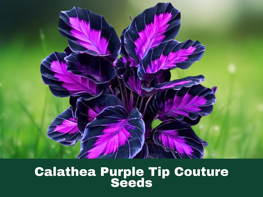 25 Purple Tip Calathea Seeds – Rare Exotic Houseplant – Indoor/outdoor ...