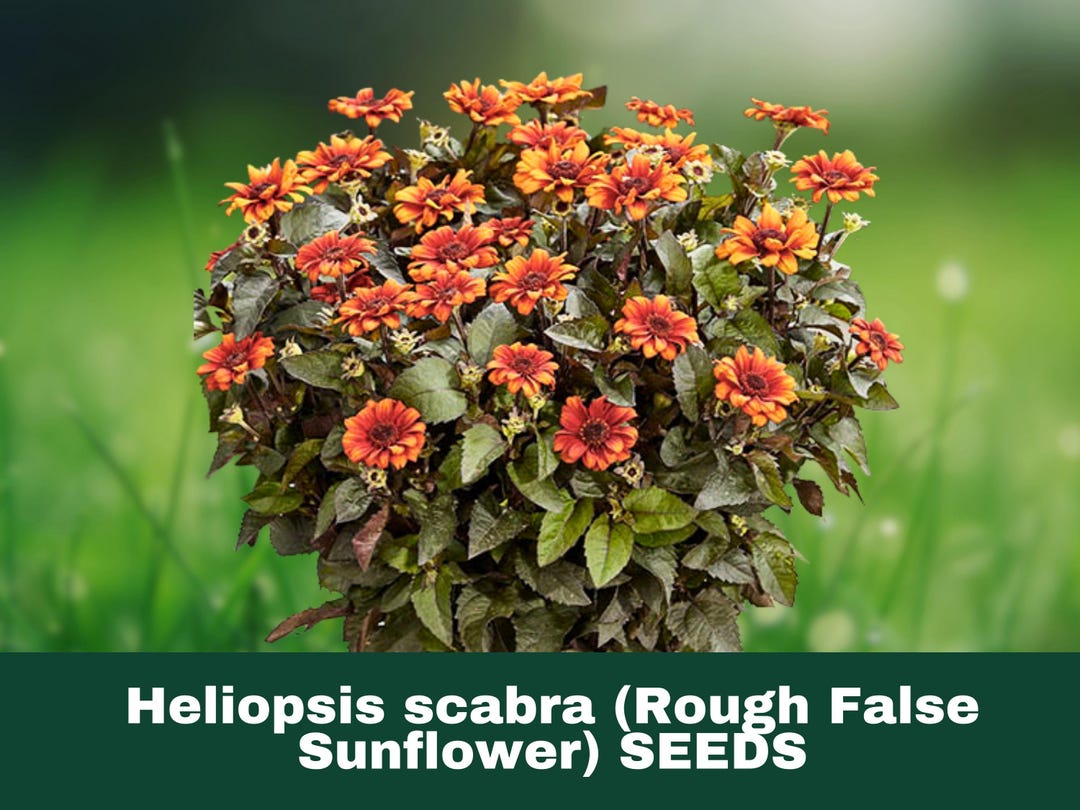 5 Heliopsis Scabra Red Hybrid False Sunflower Seeds Hardy Perennial ...