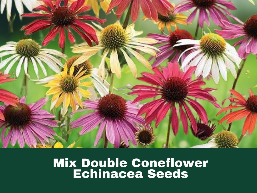 50 Double Mix Coneflower Seeds Echinacea Perennial Pollinator Friendly ...