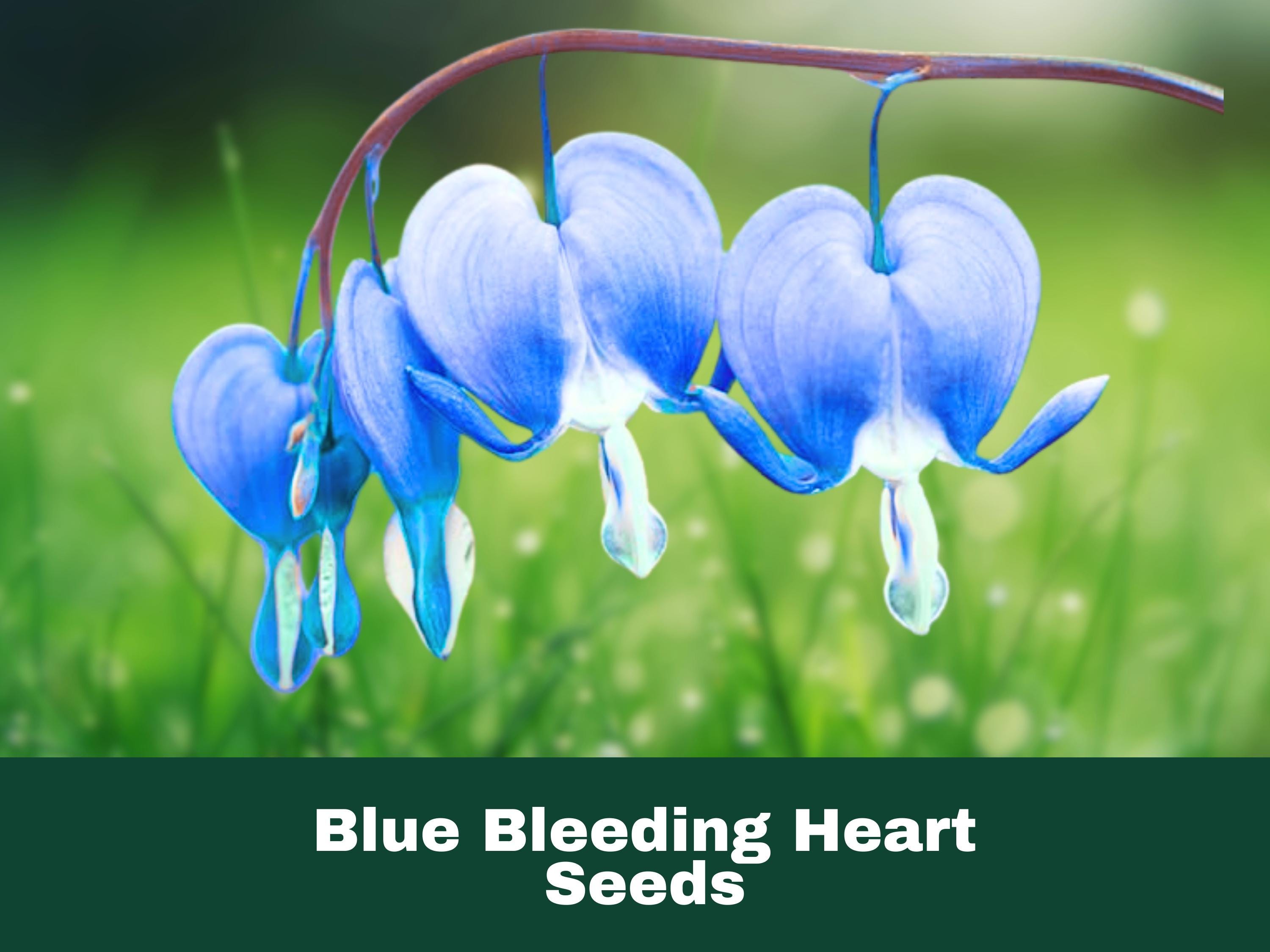 25 Blue Bleeding Heart Seeds Perennial Flower Shade-loving Pollinator ...
