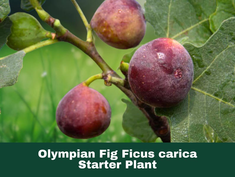 Olympian Fig Tree Starter Plant Live Ficus Carica Bare Root - Etsy