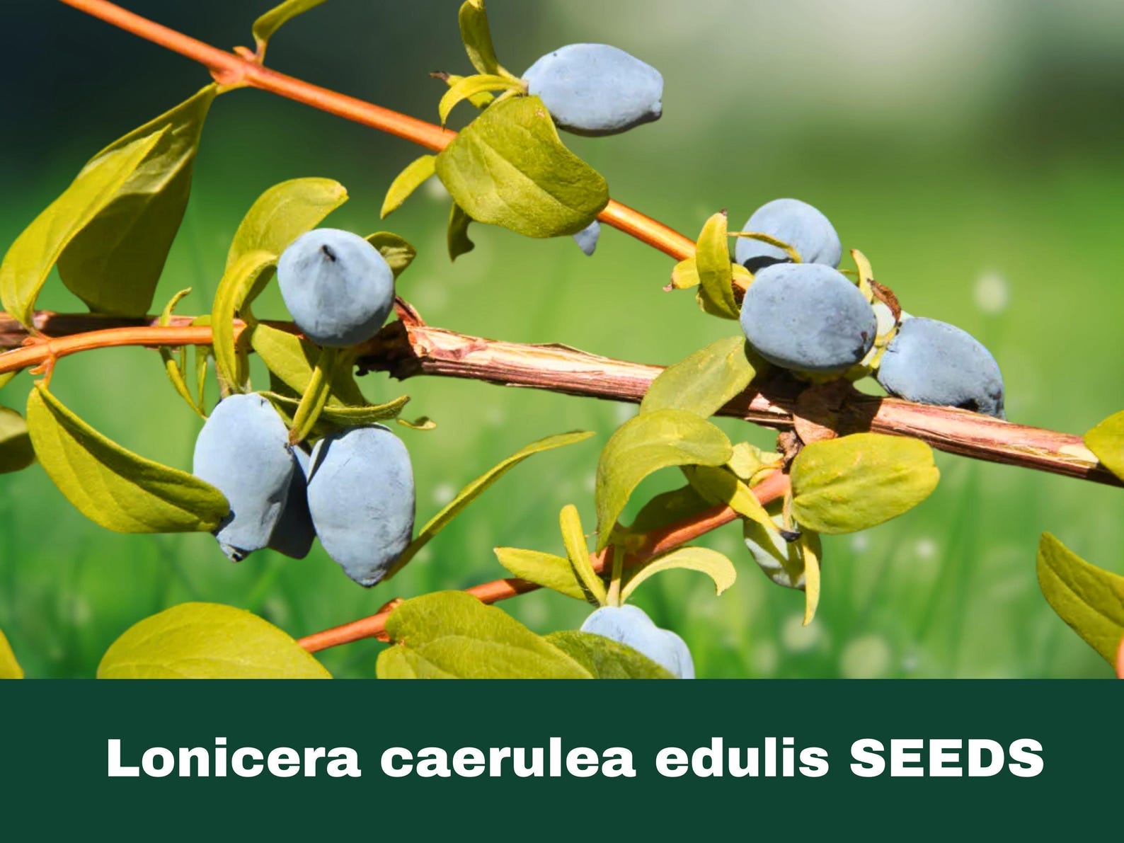 5 Honeyberry Seeds Lonicera Caerulea Edulis Cold Hardy Edible Berry ...