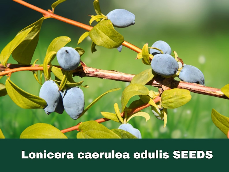 5 Honeyberry Seeds Lonicera Caerulea Edulis Cold Hardy Edible Berry ...