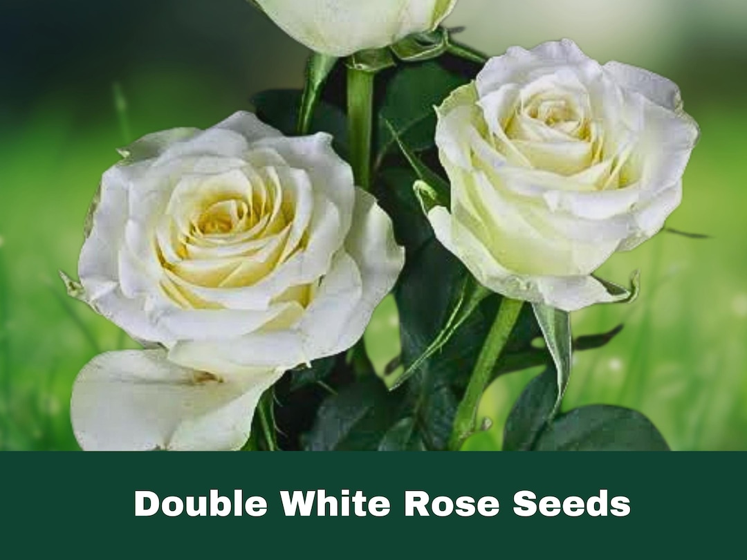 10 Count Double White Rose Seeds Perennial Shrub Flowering Bush Garden ...