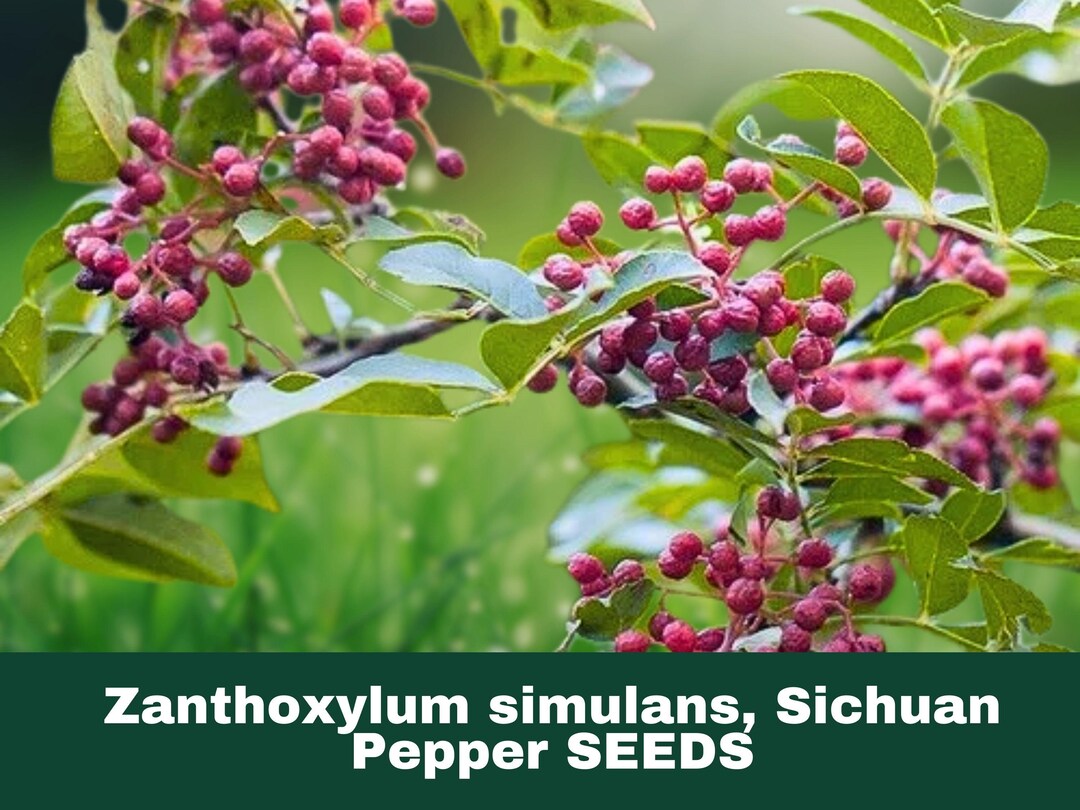 5 Seeds Zanthoxylum Simulans Szechuan Pepper Tree - Etsy