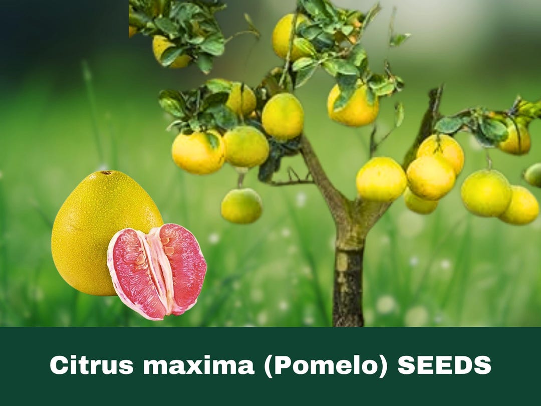 5 Seeds Red Pomelo Tree (citrus Maxima) - Etsy