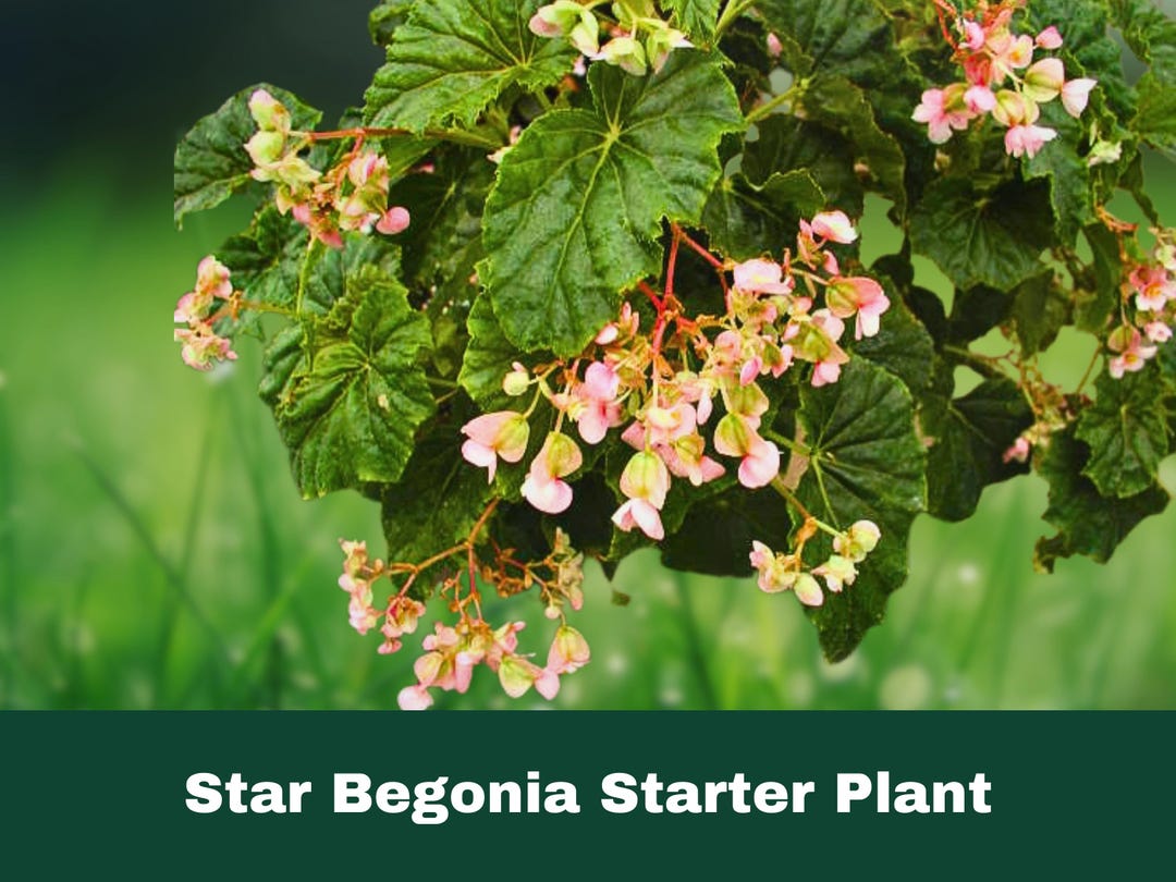 Begonia Heracleifolia Hybrid – Star Begonia – Live Rhizomatous Plant in ...