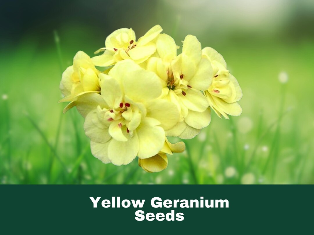 10 Yellow Geranium Seeds Rare Perennial Bright Blooms Easy to Grow ...