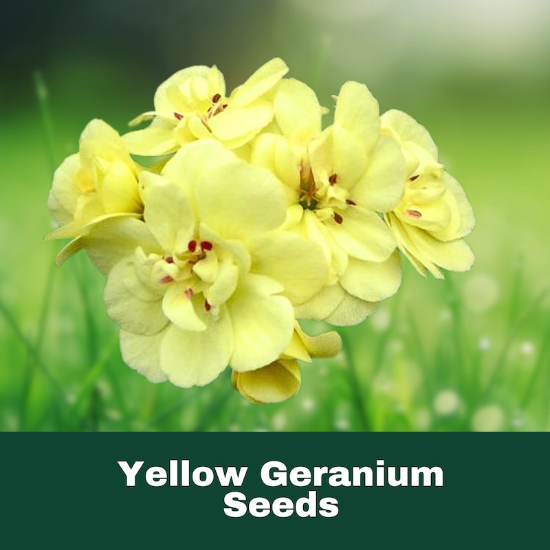 Geraniums - Etsy