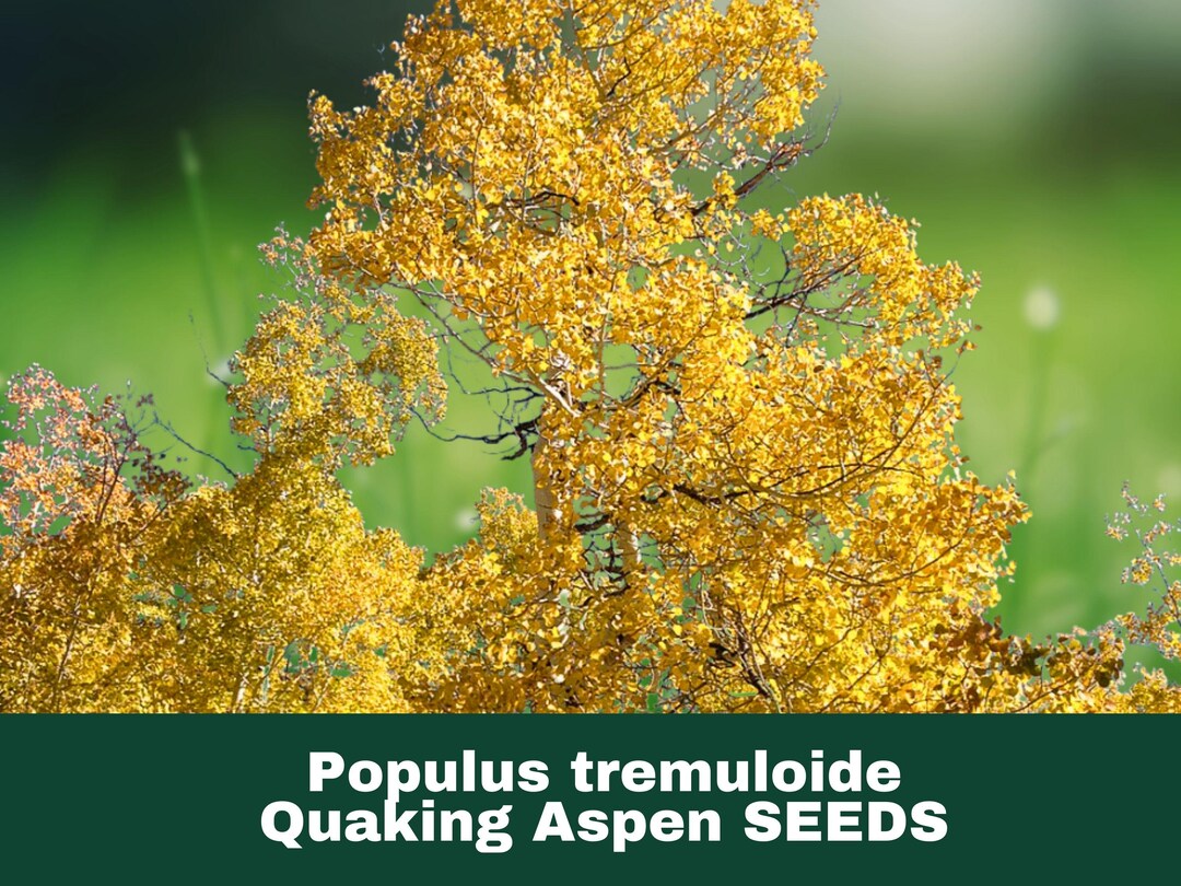 5 Quaking Aspen Tree Seeds (populus Tremuloides) Cold Hardy Native ...