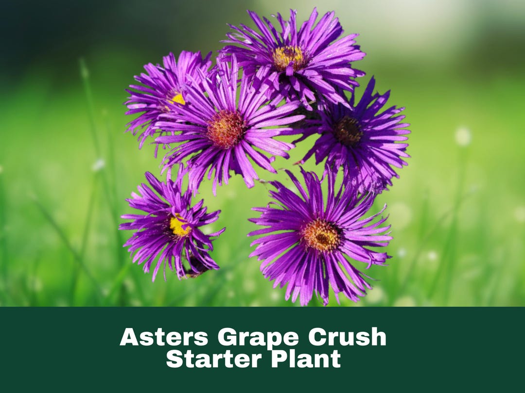 Aster ‘grape Crush’ – Live Perennial Plant – Deep Purple Fall Blooms ...