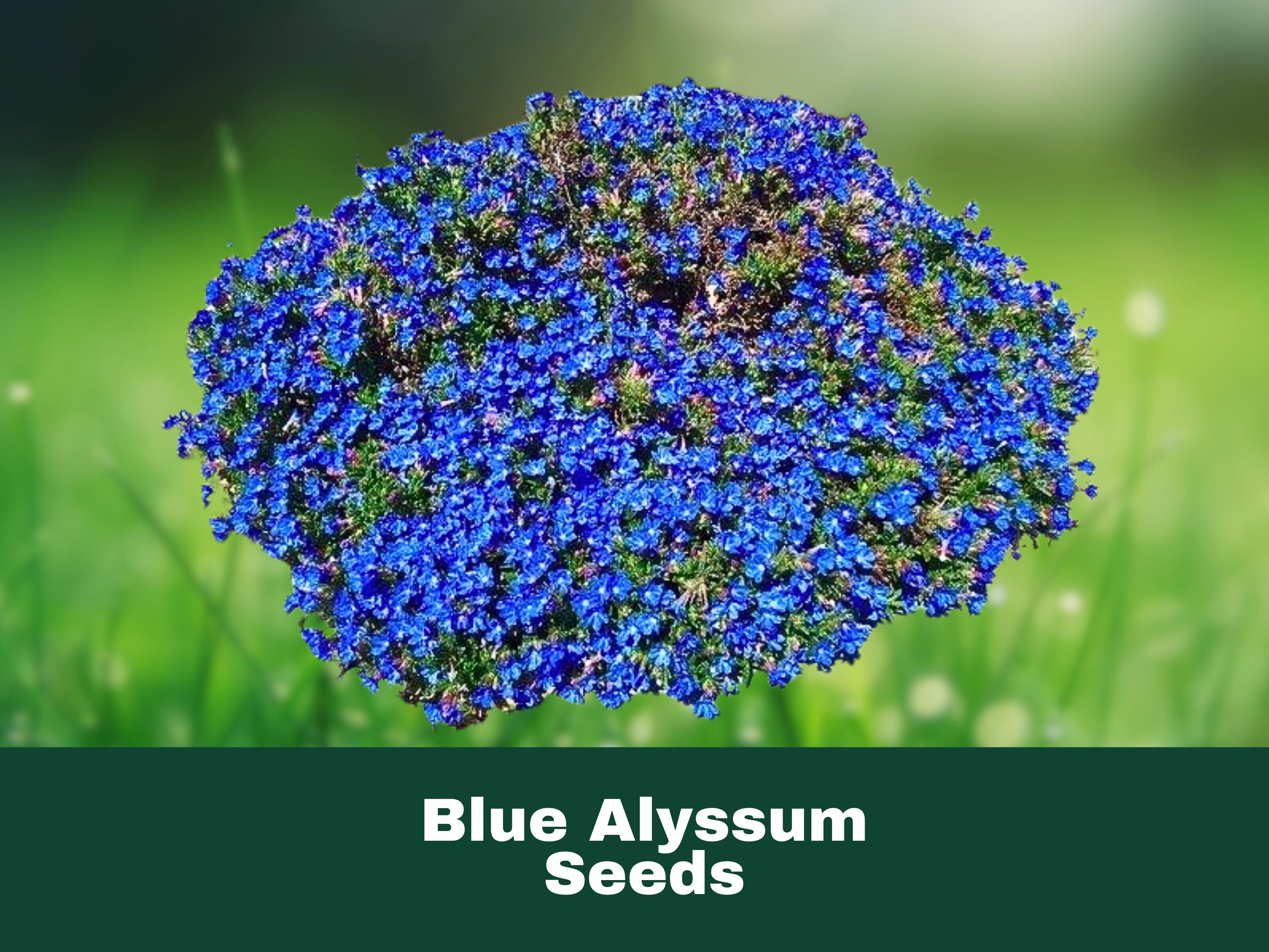 25 Bright Blue Alyssum Seeds Perennial Ground Cover Easy to Grow ...