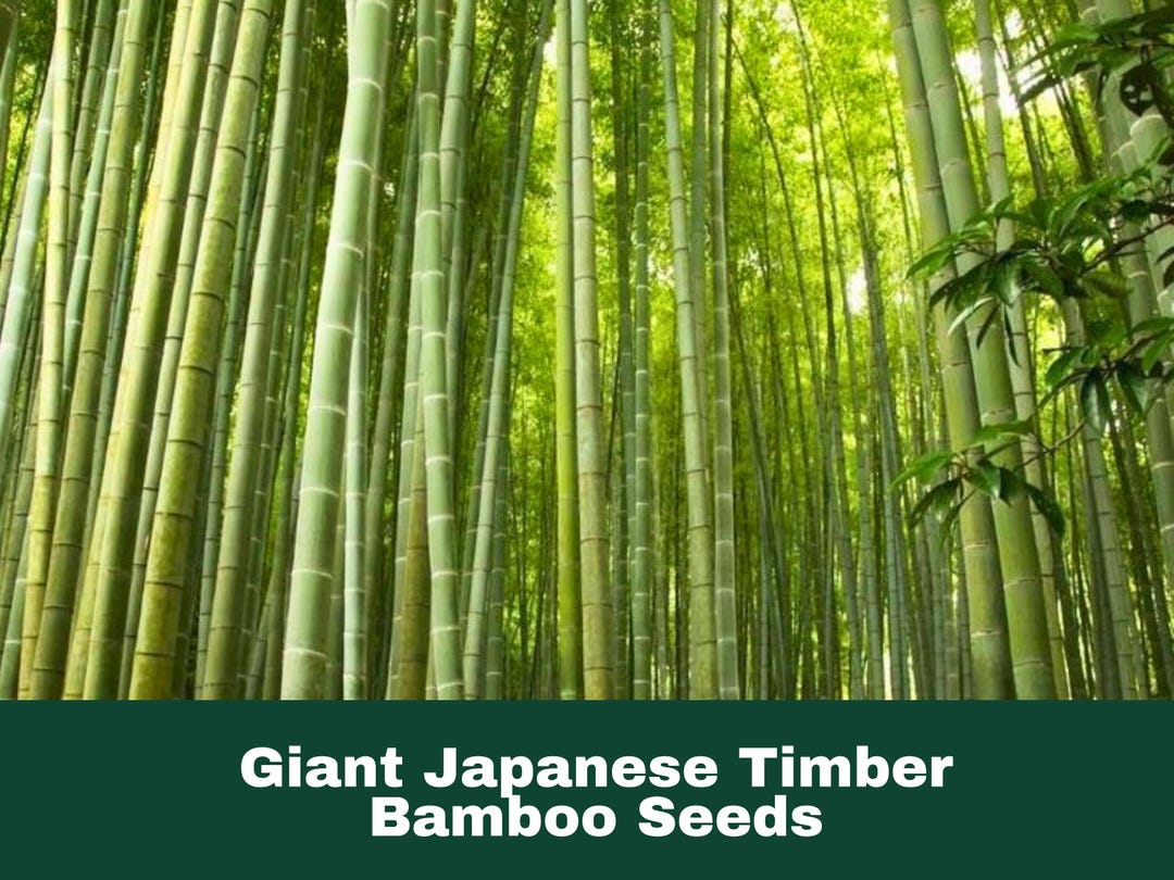50 Giant Japanese Timber Bamboo Seeds Fast-growing Privacy Screen Cold ...