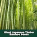 50 Giant Japanese Timber Bamboo Seeds Fast-growing Privacy Screen Cold ...