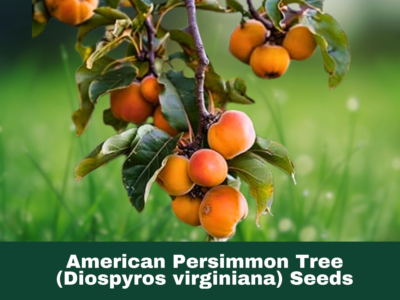 10 Seeds American Persimmon Tree (diospyros Virginiana) - Etsy