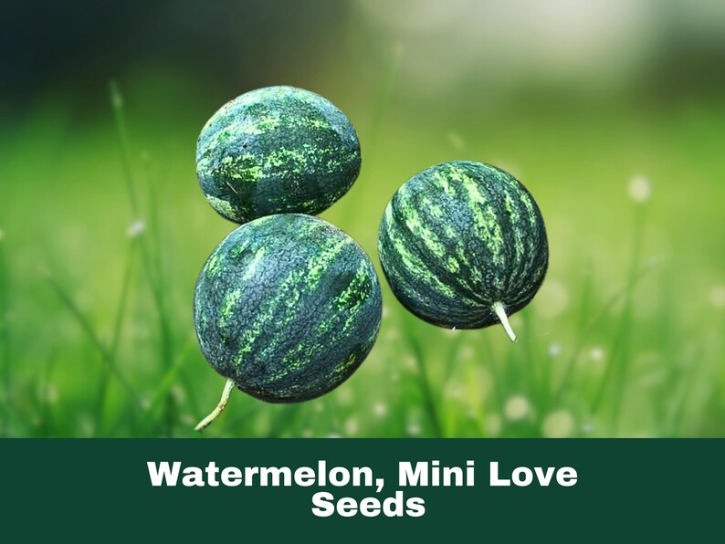 50 Mini Love Watermelon Seeds – Small & Sweet – Early Harvest – Home ...