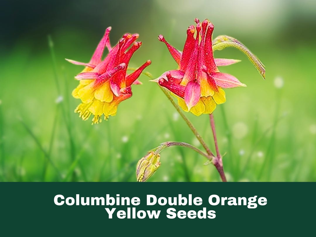 50 Double Orange Yellow Columbine Seeds Rare Perennial Attracts ...