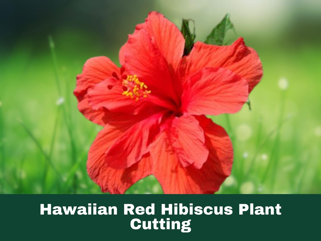 1 Hawaiian Red Hibiscus Unrooted Cutting Live Tropical Flowering Shrub ...