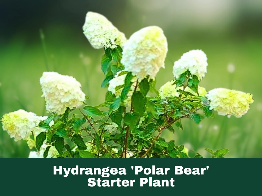 1 Hydrangea Paniculata ‘polar Bear’ Starter Plant 7–10 Inch Dormant ...