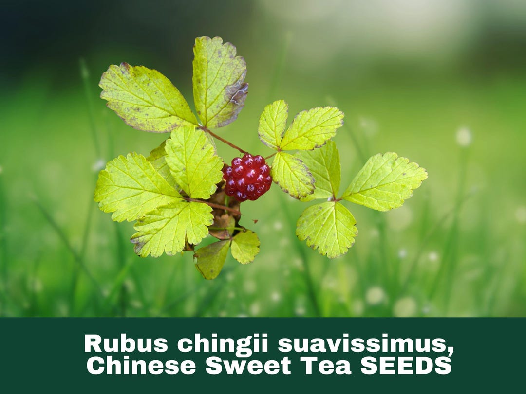 10 Seeds Chinese Sweetleaf Raspberry (rubus Chingii Suavissimus) - Etsy
