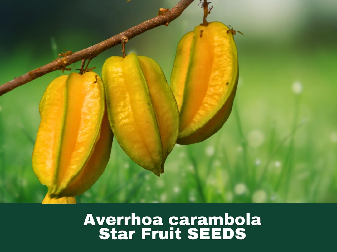 5 Star Fruit Tree Seeds (averrhoa Carambola) Tropical Edible Fruit Tree ...