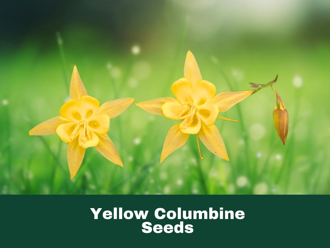 50 Yellow Columbine Seeds Perennial Pollinator Friendly Drought ...