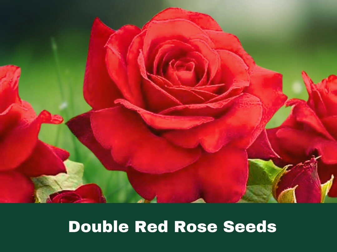 10 Double Red Rose Seeds – Flowering Bush Shrub | Perennial Heirloom ...