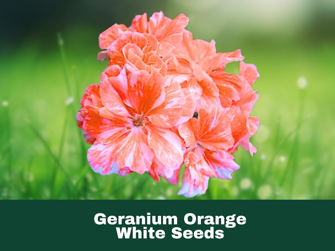 10 Orange White Geranium Seeds Perennial Flower Easy to Grow Pollinator ...