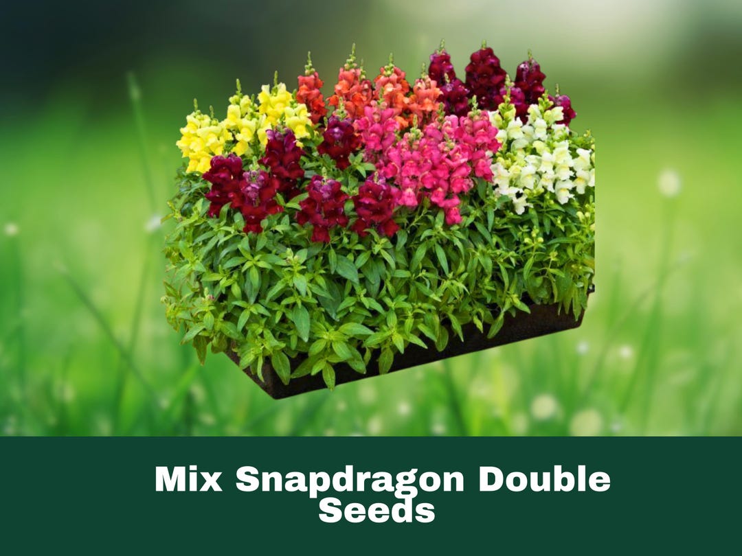 200 Double Mix Snapdragon Seeds Vibrant Heirloom Flowers Easy to Grow ...