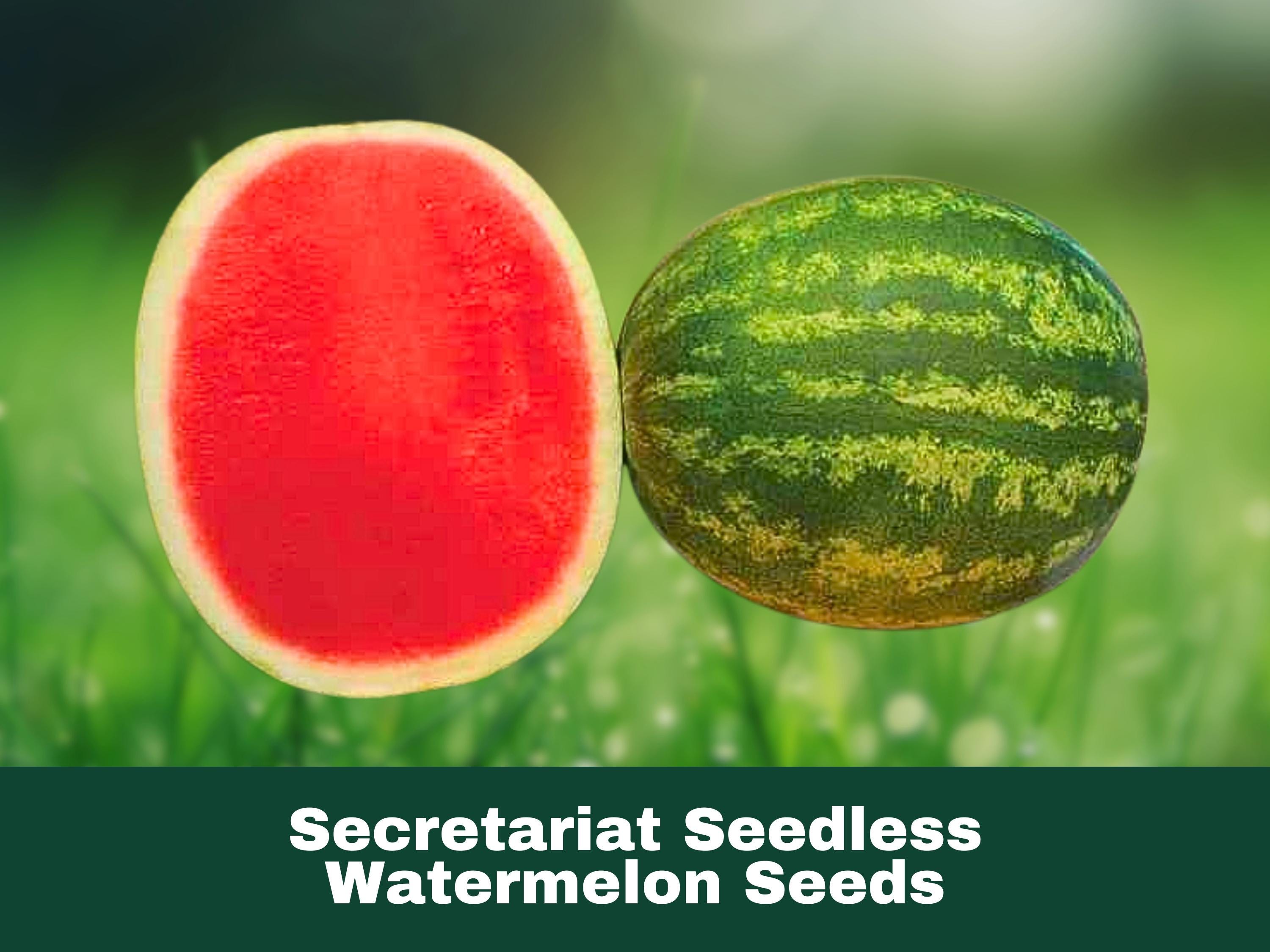 50 Secretariat Watermelon Seeds – Fast-growing, Seedless, Sweet & Juicy ...