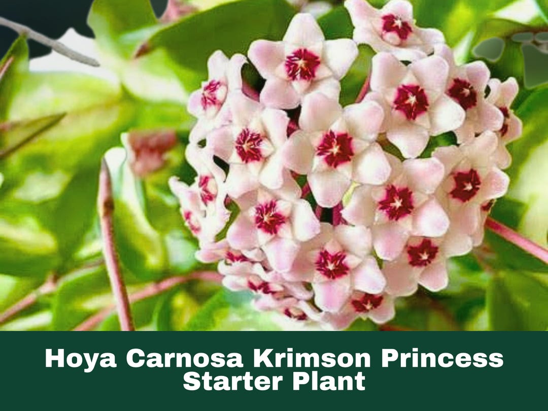 Live Hoya Carnosa Krimson Princess Plant Variegated Tricolor Wax Plant ...