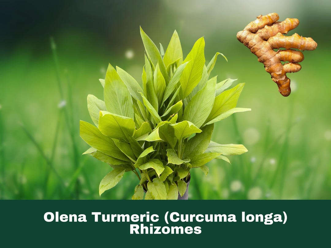 3 Fresh Rhizomes – Olena Turmeric (curcuma Longa) - Etsy
