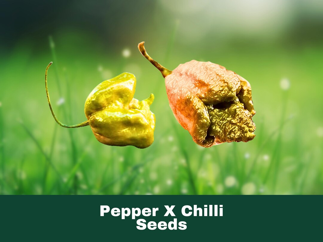 100 Pepper X Seeds – Hottest Pepper in the World – Extremely Spicy ...