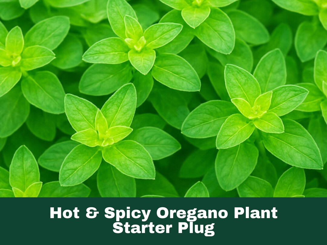 1 Hot & Spicy Oregano Starter Plug Plant Live Culinary Herb Hardy ...