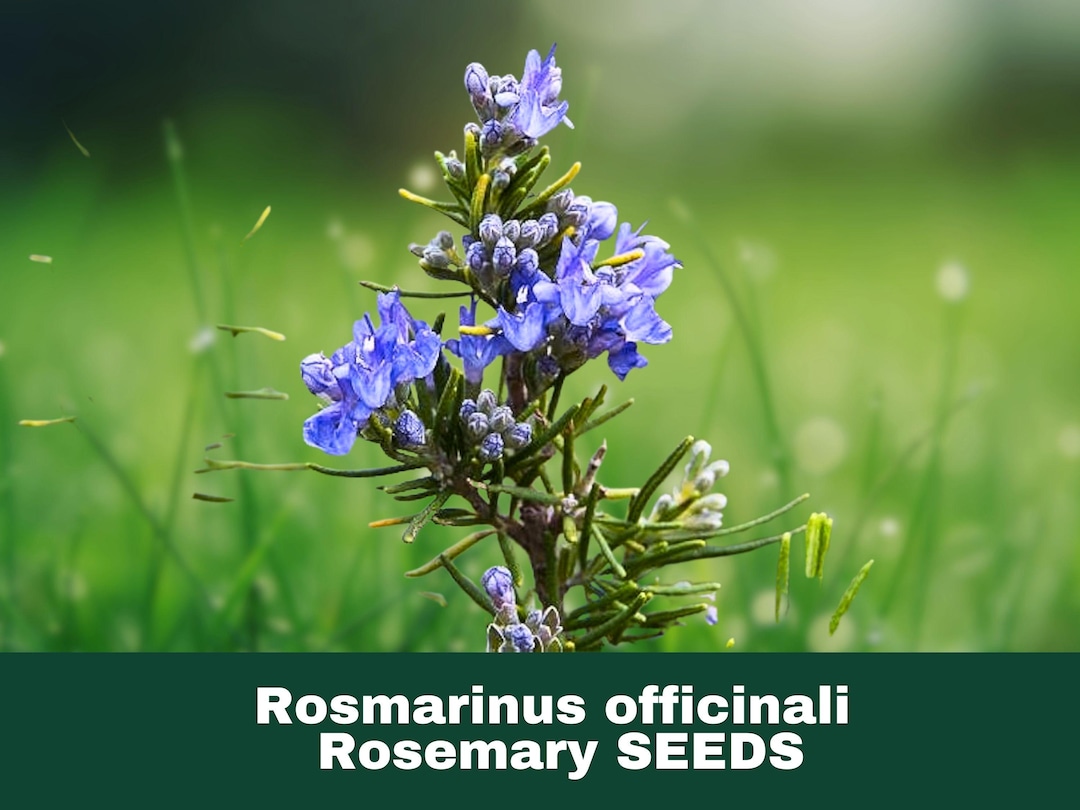 5 Rosmarinus Officinalis Seeds ARP Hardy Rosemary Herb Cold Hardy ...