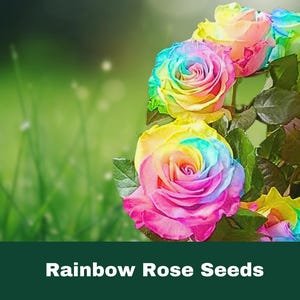 10 Count Rainbow Rose Seeds Colorful Perennial Flowering Bush Garden ...