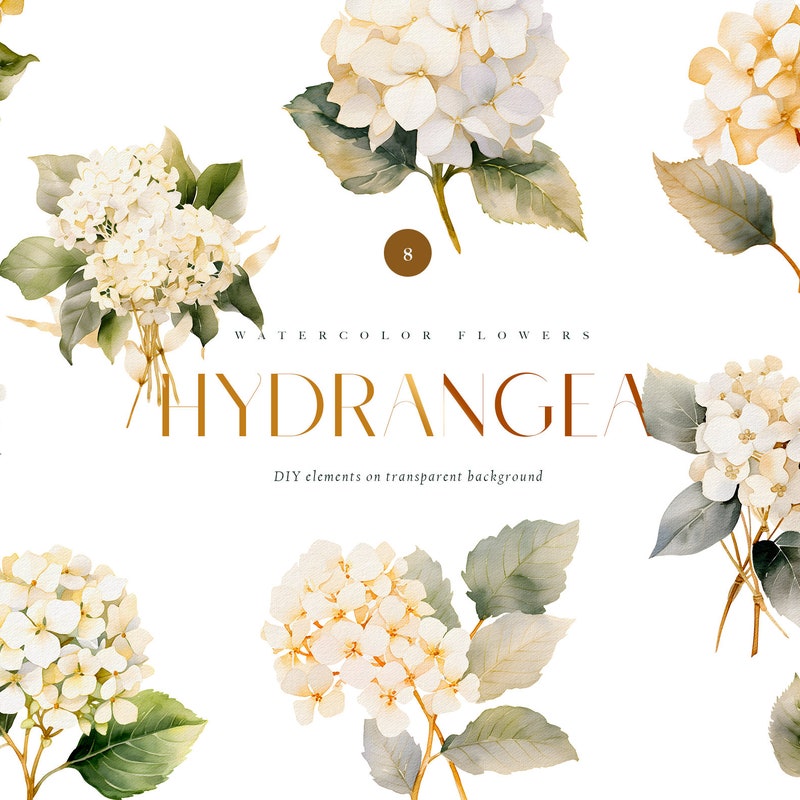 White Hydrangea - Etsy