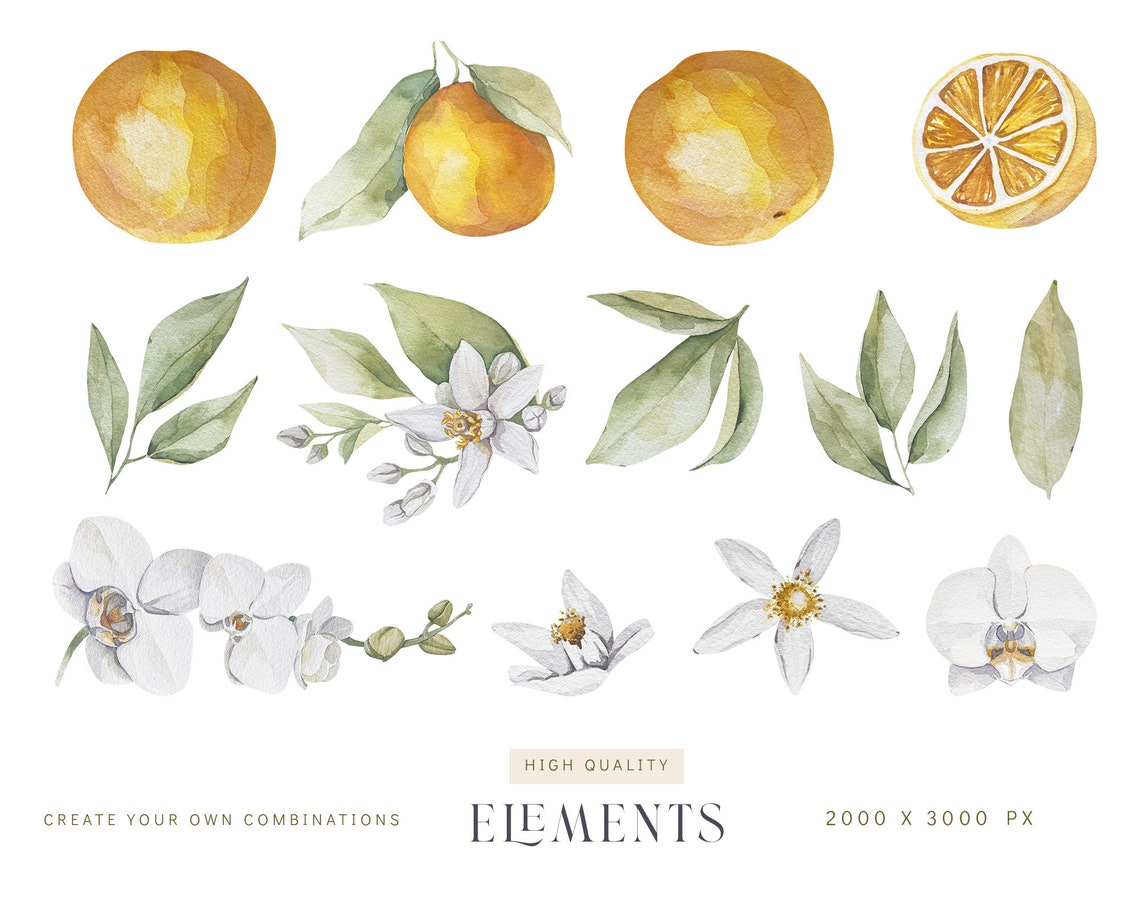 Watercolor Orange Png Clipart Citrus Png Bridal Shower - Etsy