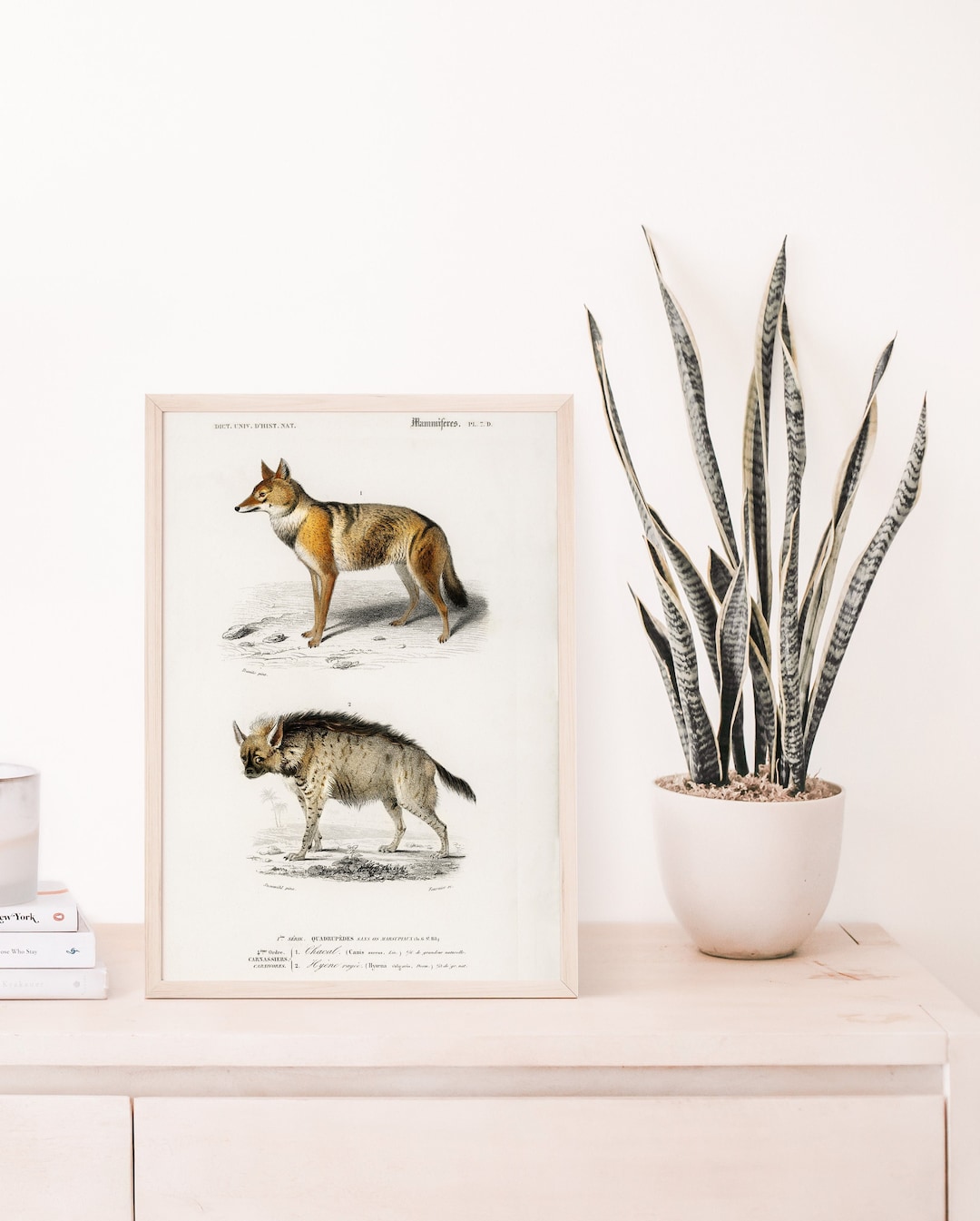 Animal Illustration Print, Hyena Print, Antique Animal Painting ...